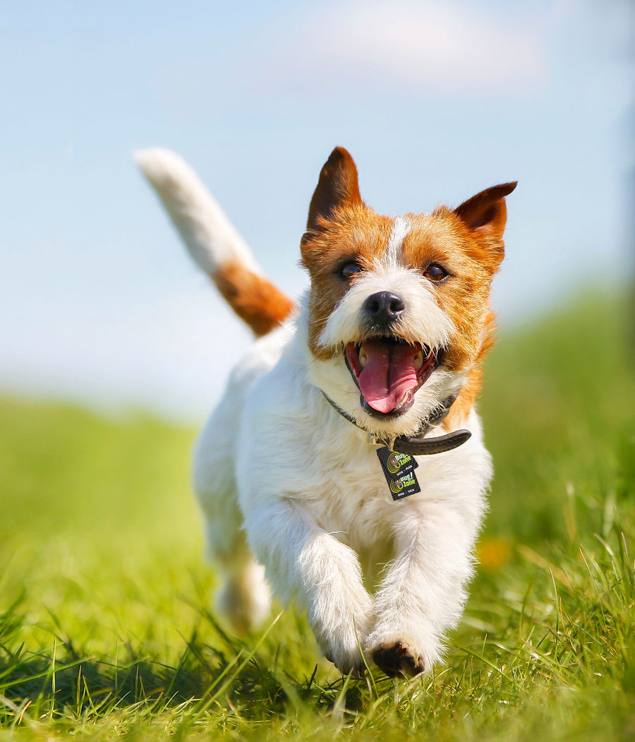 0Bug!Zone | Tag On. Bug Off! – 0Bugzone